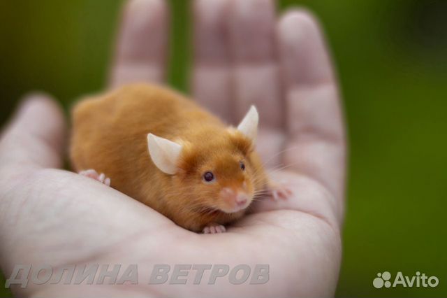 Домашние мышки декоративные