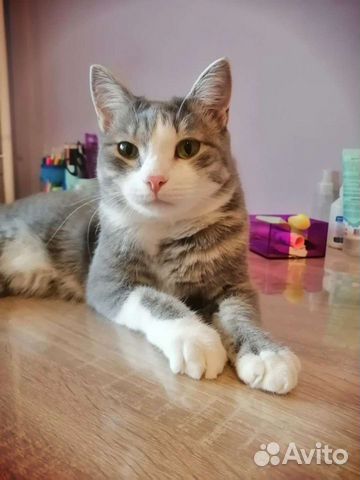 Котик Рокки