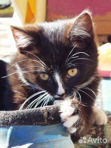 Котëнок самый лучший в мире