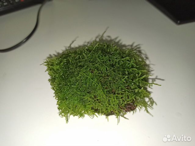 Мох кристмас и криптокорина