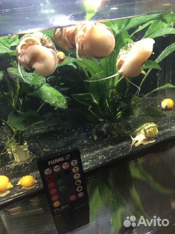 Улитки ампулярии