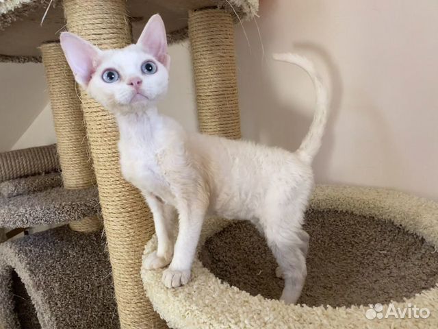 Девон-рекс синеглазый Эльфик