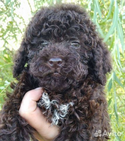 Девочка лаготто романьоло