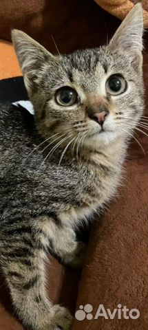 Котенок полосатый 2 мес в дар