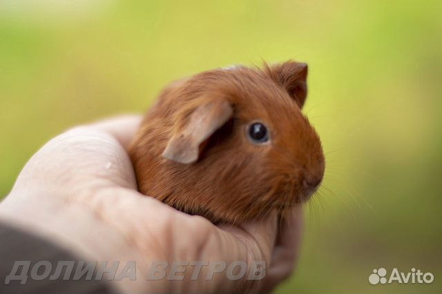 Породные морские свинки