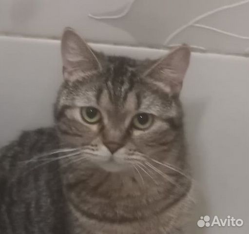 Метисочка британка из приюта, 10 мес, привезем