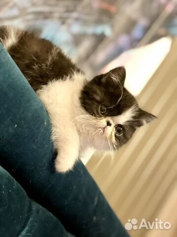 Экзотическая