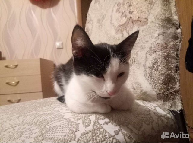 Прекрасная кошечка - котенок