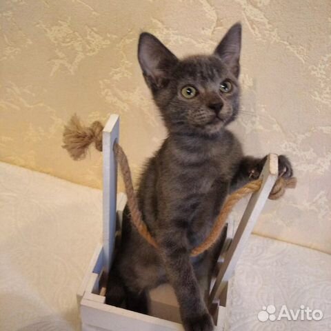 Котёнк Стич