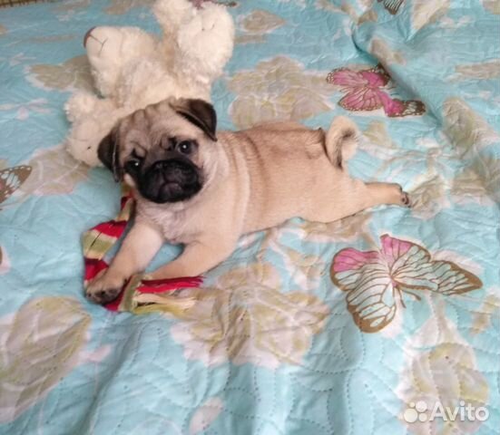 Мопсомалыш