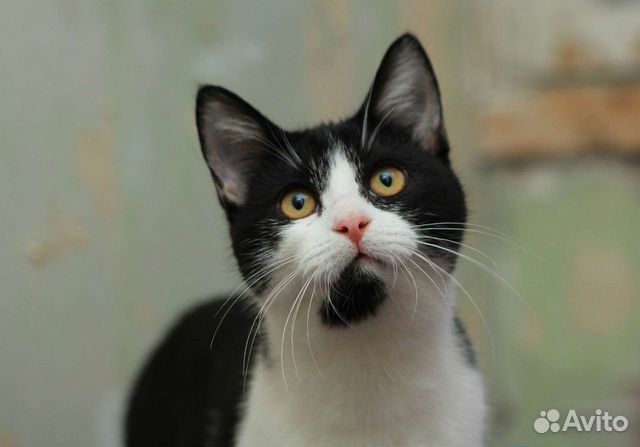 Кошка другая