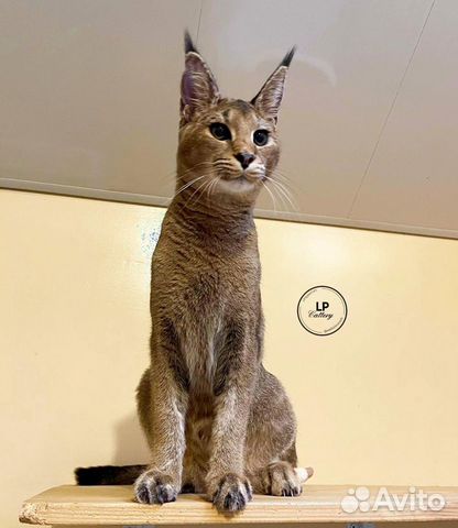 Caracat F1/Каракет Ф1/Каракет F1