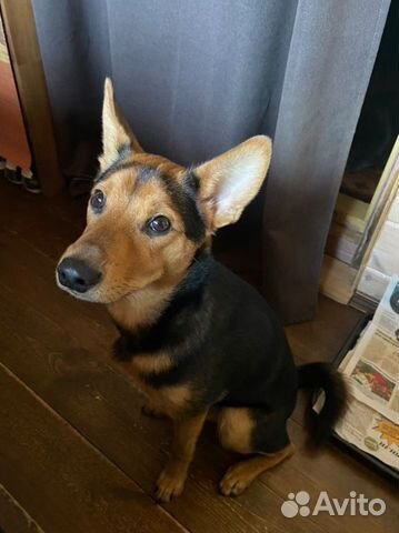 Щенок сиба ину в добрые руки