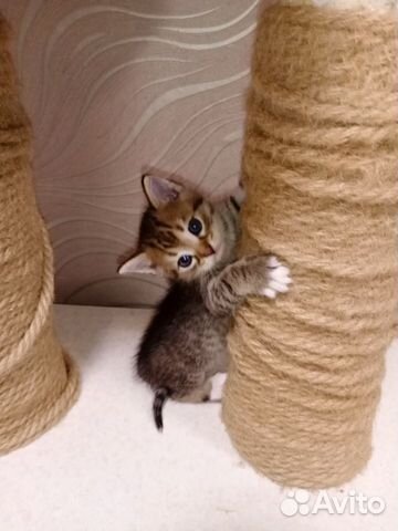 Котята тигрята