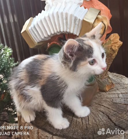 Кошечка трехцветка