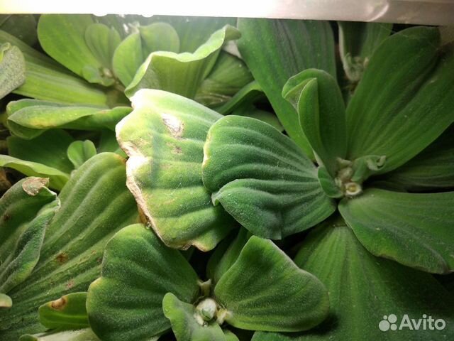 Пистия крупная