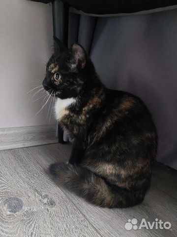 Котенок в добрые руки