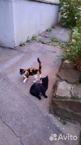 Котенок девочка