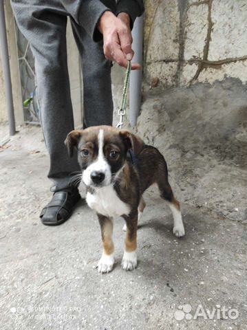 Собака в добрые руки щенок