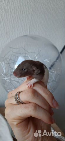 Декоративные крысята