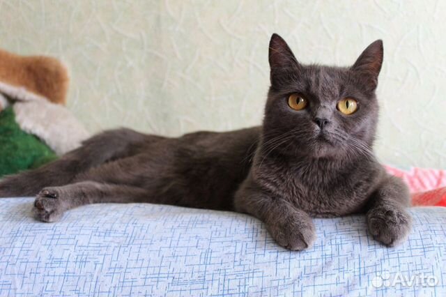 Кошка Джемма в добрые руки