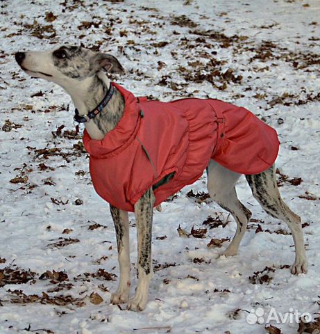 Уиппет (щенки )