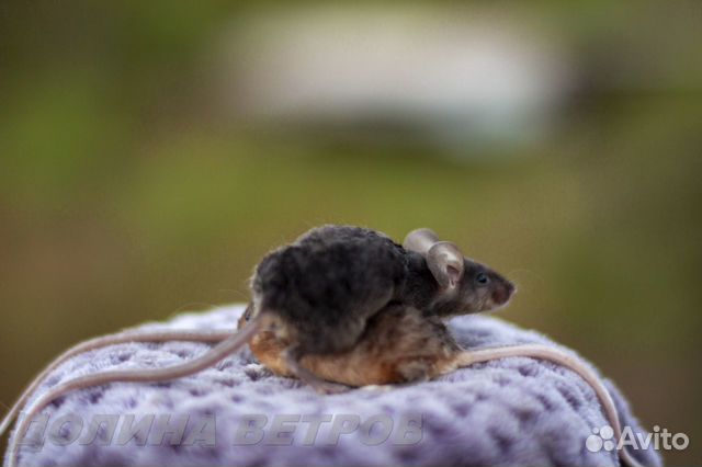 Мышки сатины рекс самцы соболи и агути