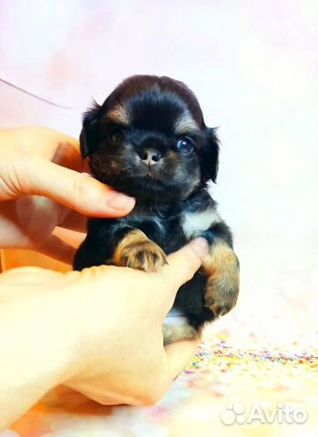 Девочка минюшка