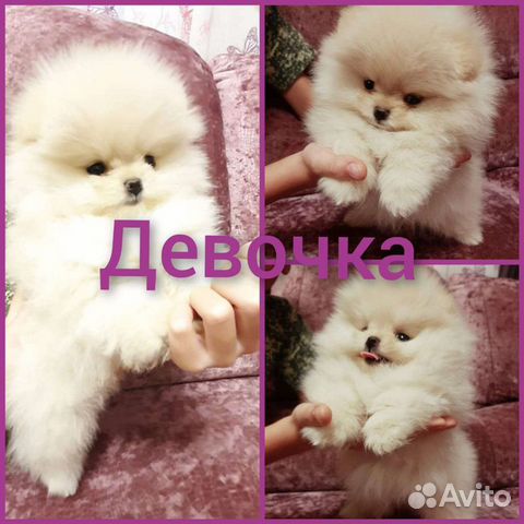 Шпиц кнопочка