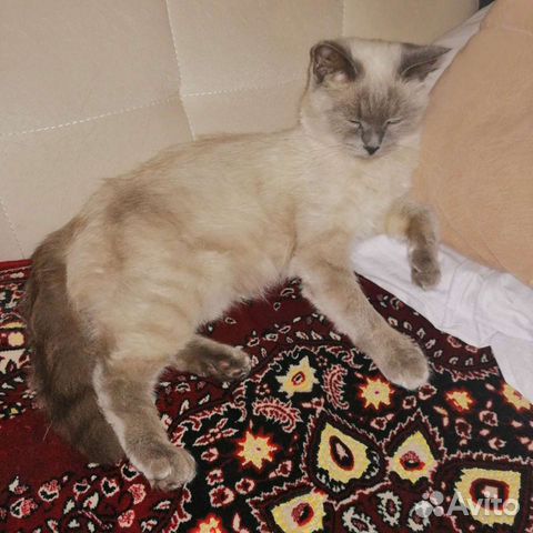 Котик сиамский. Найден на улице. Подкидыш. Приучен