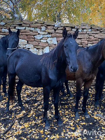 Карачевский жеребчик