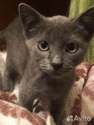 Хорошенький малыш ищет семью