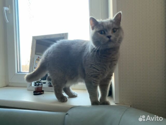 Кошка Голубая британка