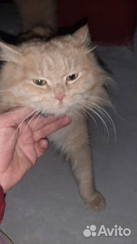 Красивый котик