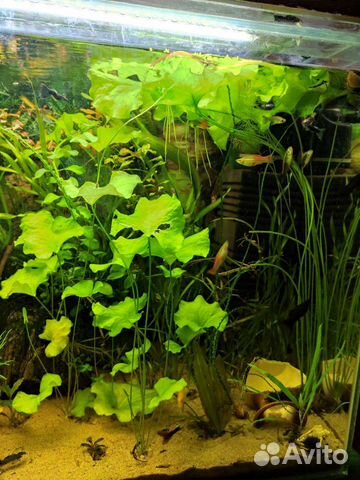 Нимфоидес, растение для аквариума