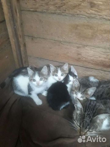 Котятки