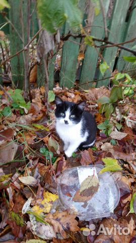 Котёнок Лада