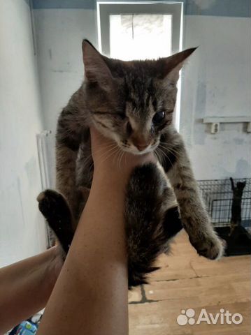 Две кошечки