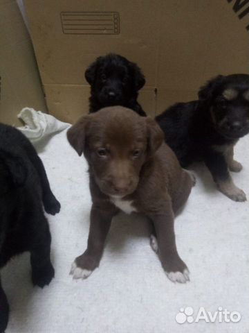 Щенки метисы в добрые руки