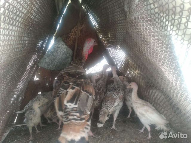 Индюки индюшата, индюк