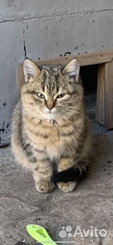Котенок