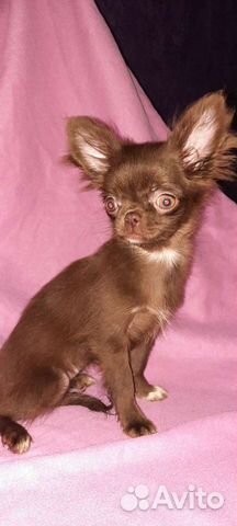 Девочка экстримальным бейбифейзом