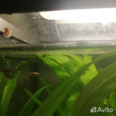 Гуппи эндлера