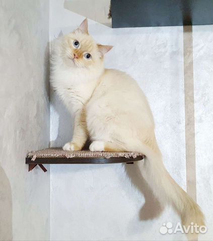 Голубоглазый котик, окрас рэд пойнт. 1 год