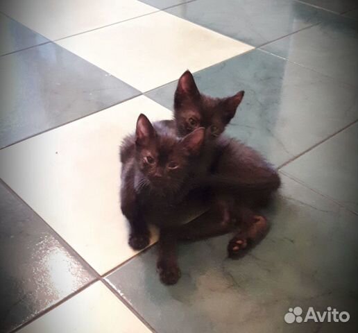 Котята в поисках дома