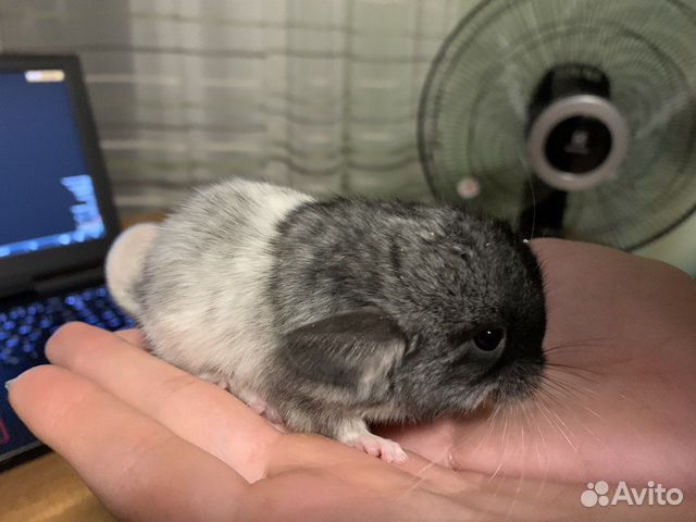 Двухцветная шиншилла