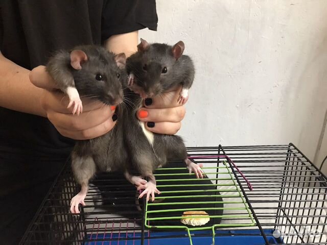 Крыски с клеткой