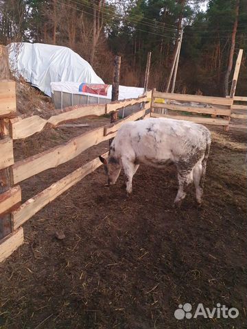 Тёлки породы Голубая Бельгийская