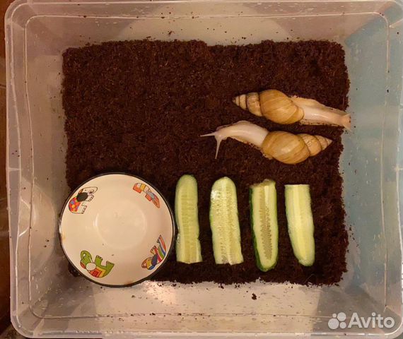 Улитки ахатины бесплатно