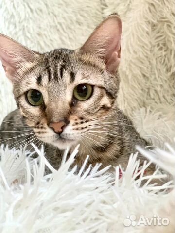 Котенок саванна